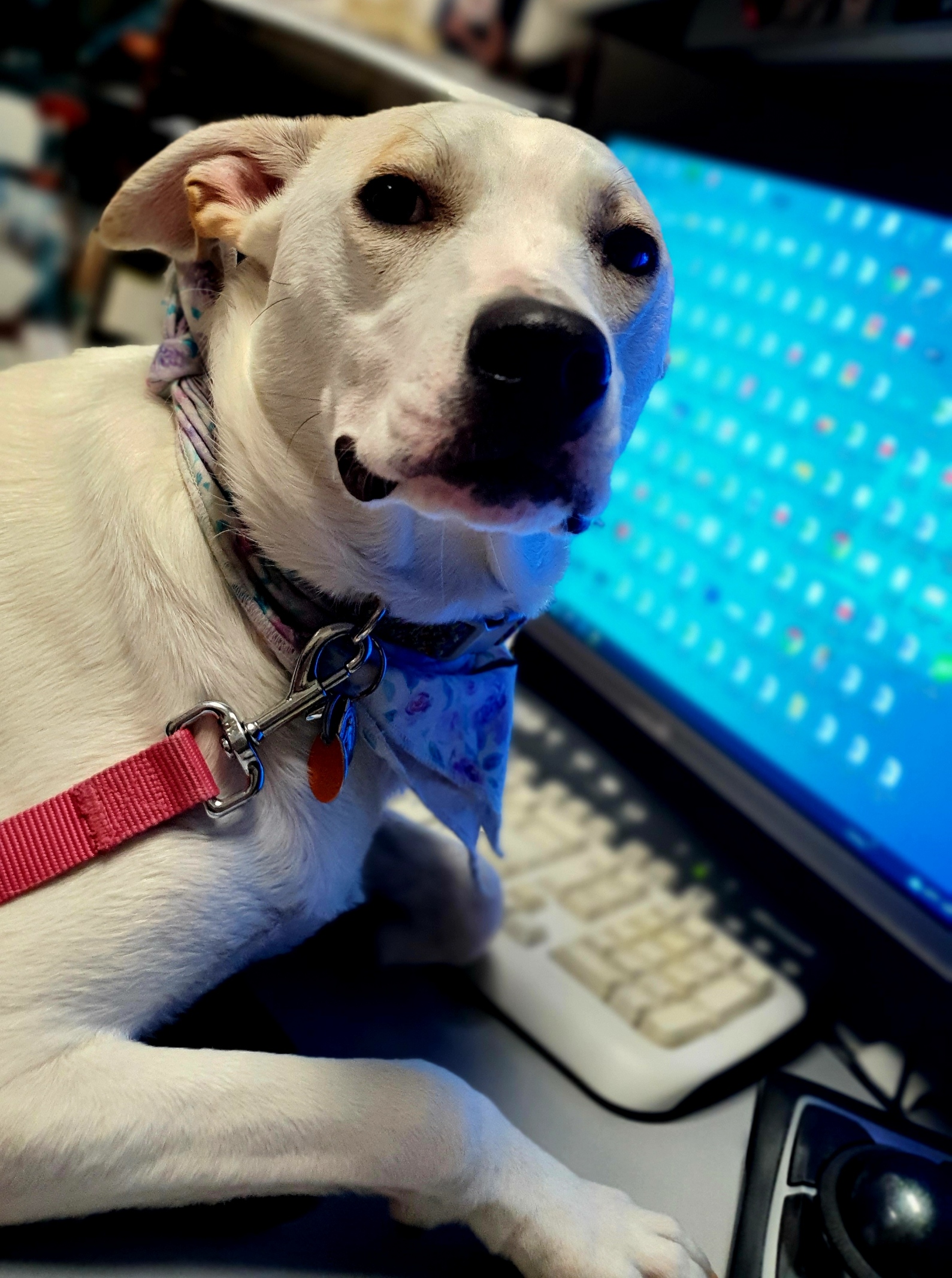 30+ Years Helping You Excel In Technology - netEffx